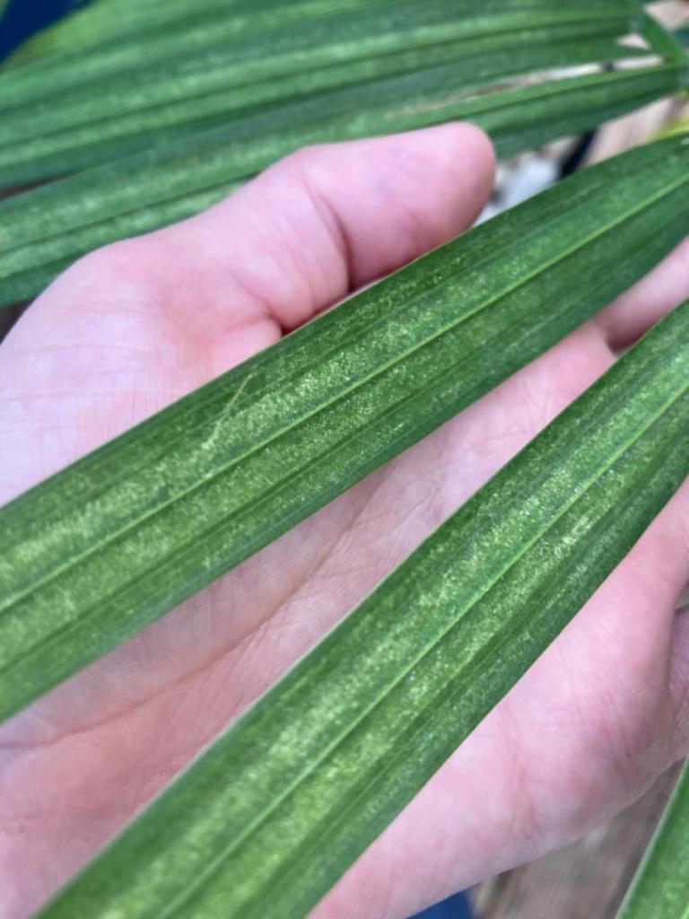 Does anybody know what this deficiency is? - DISCUSSING PALM TREES ...