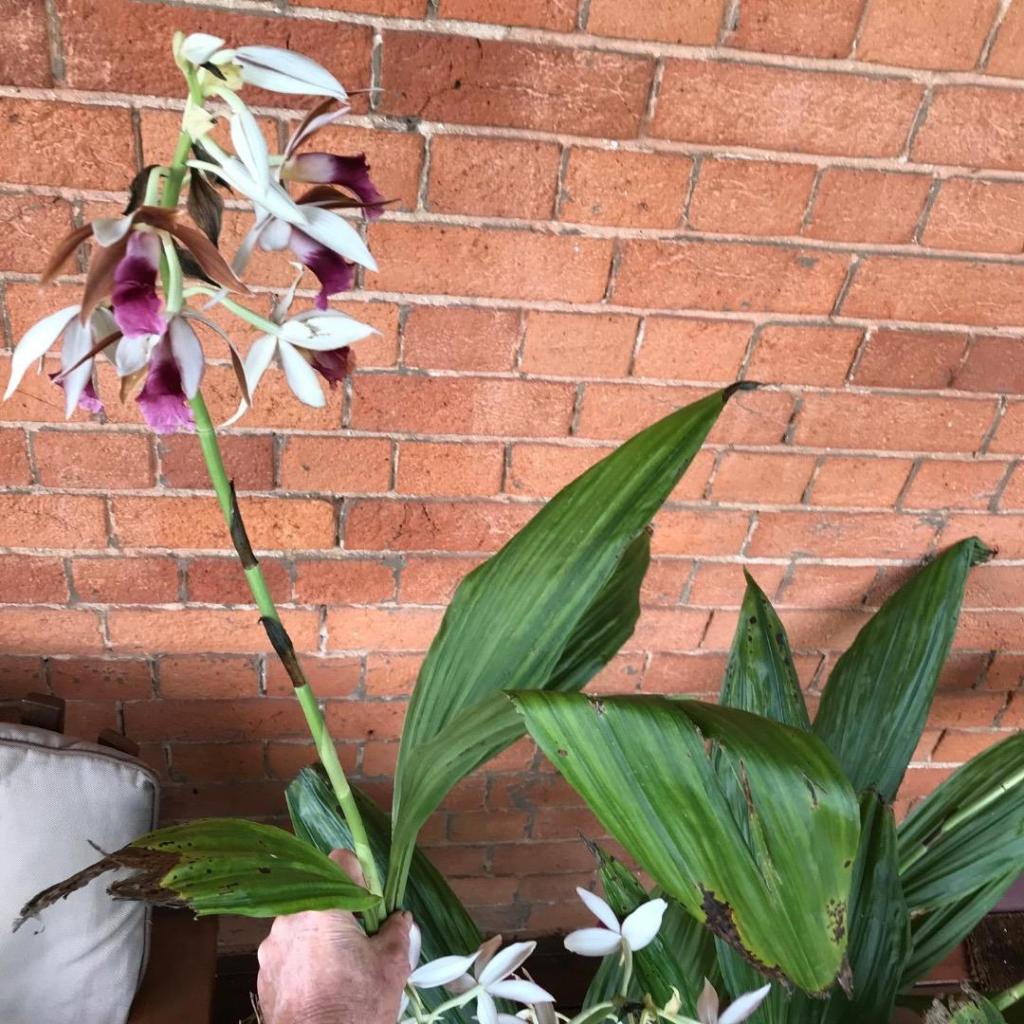 Phaius tankervilleae var Australis or southern swamp orchid - TROPICAL ...