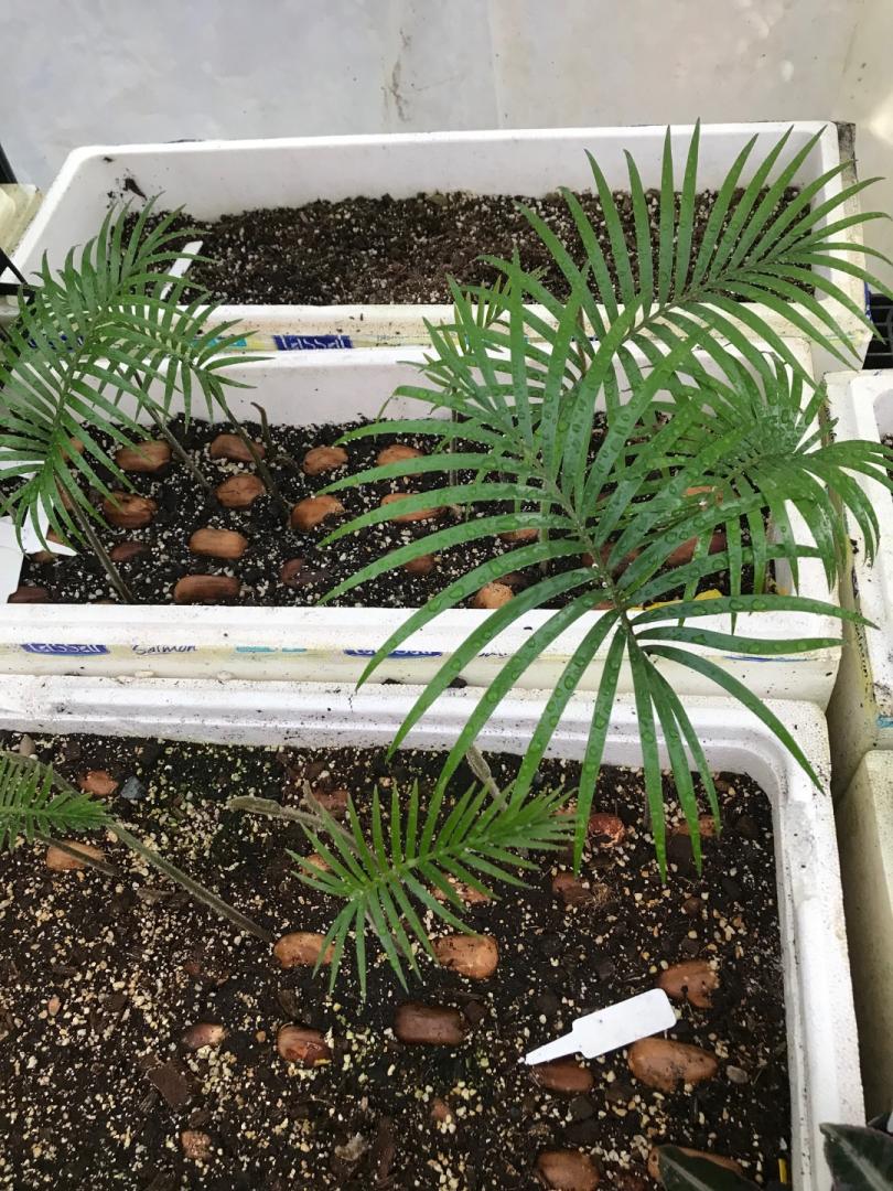 Germinating lepidozamia perrofskyana - TROPICAL LOOKING PLANTS - Other ...