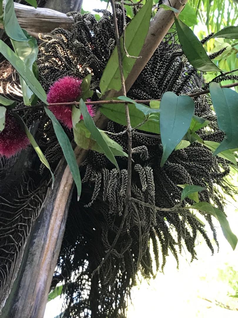 Wallichia disticha flowering - DISCUSSING PALM TREES WORLDWIDE - PalmTalk
