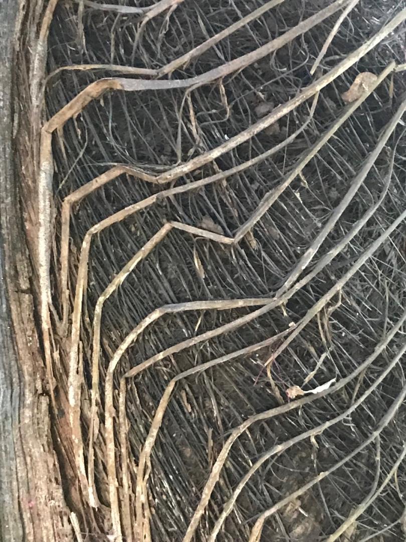 Wallichia disticha flowering - DISCUSSING PALM TREES WORLDWIDE - PalmTalk