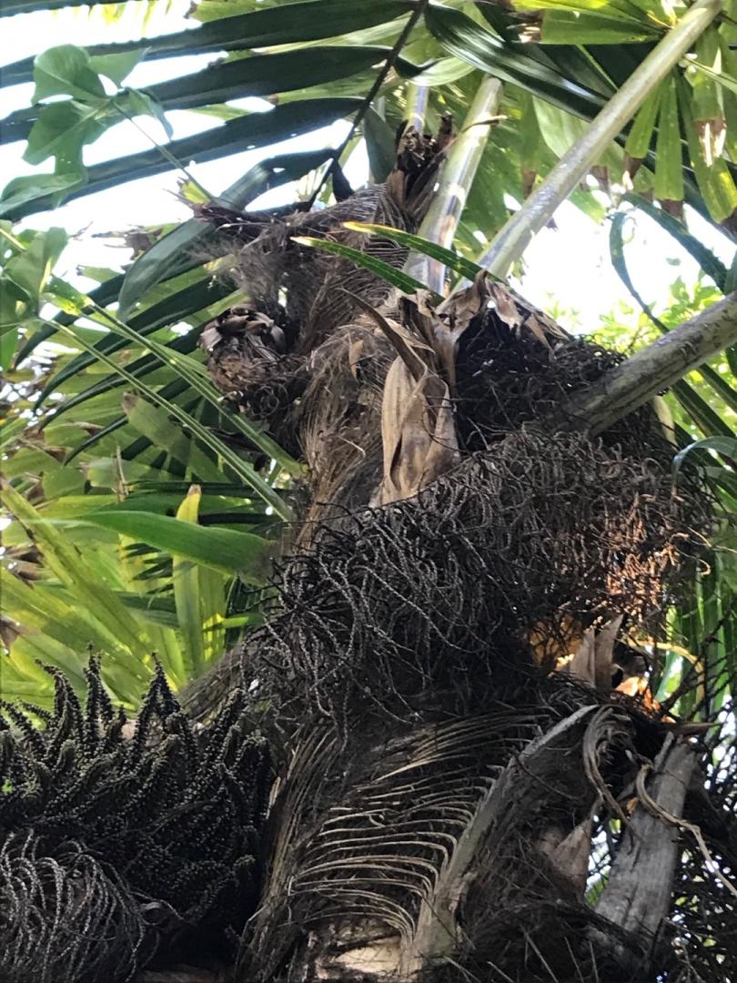 Wallichia disticha flowering - DISCUSSING PALM TREES WORLDWIDE - PalmTalk