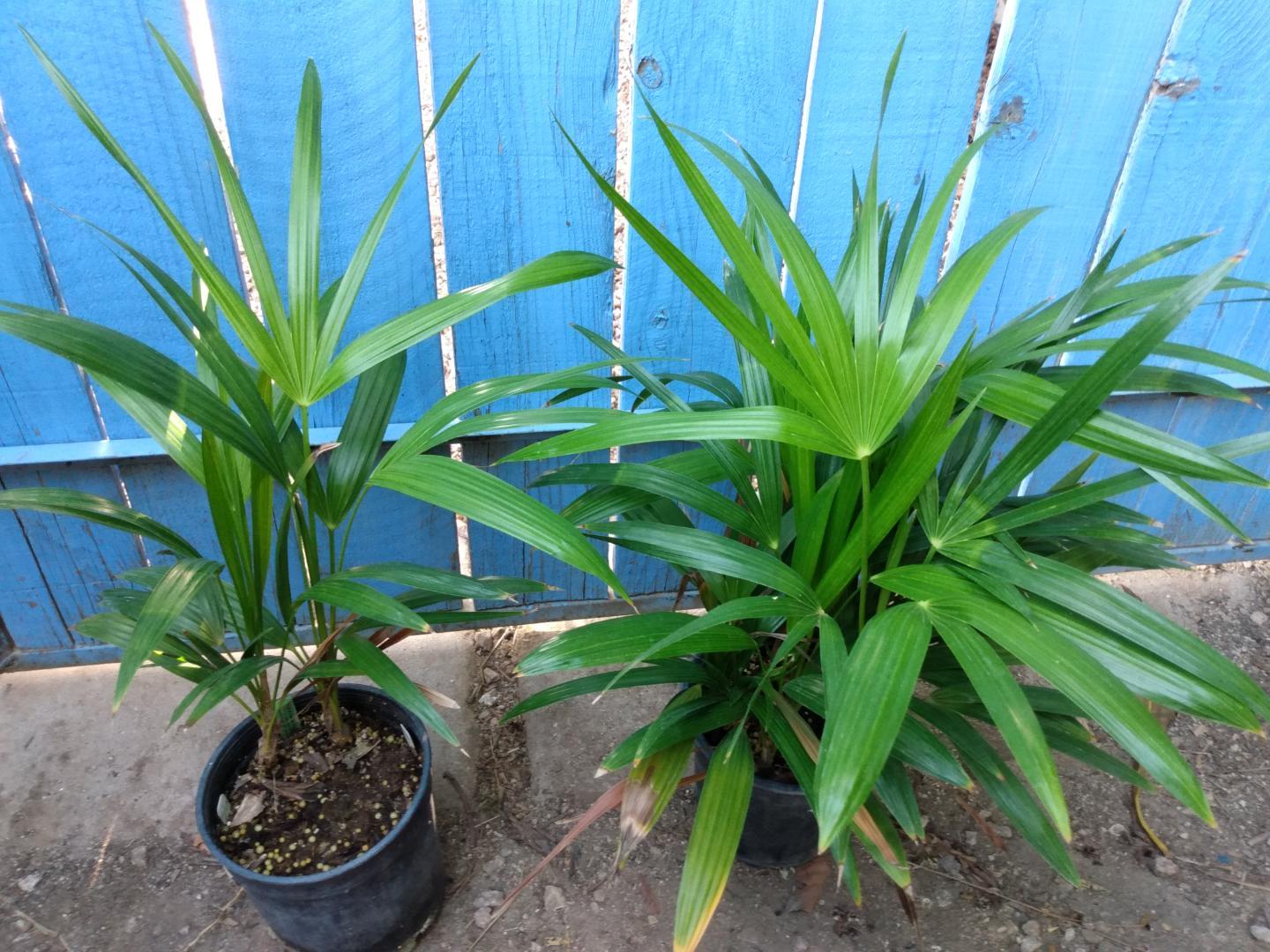 Thrinax radiata - DISCUSSING PALM TREES WORLDWIDE - PalmTalk