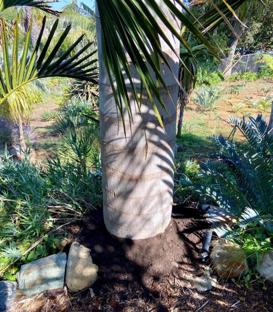 When your palms do this, do that - DISCUSSING PALM TREES WORLDWIDE ...