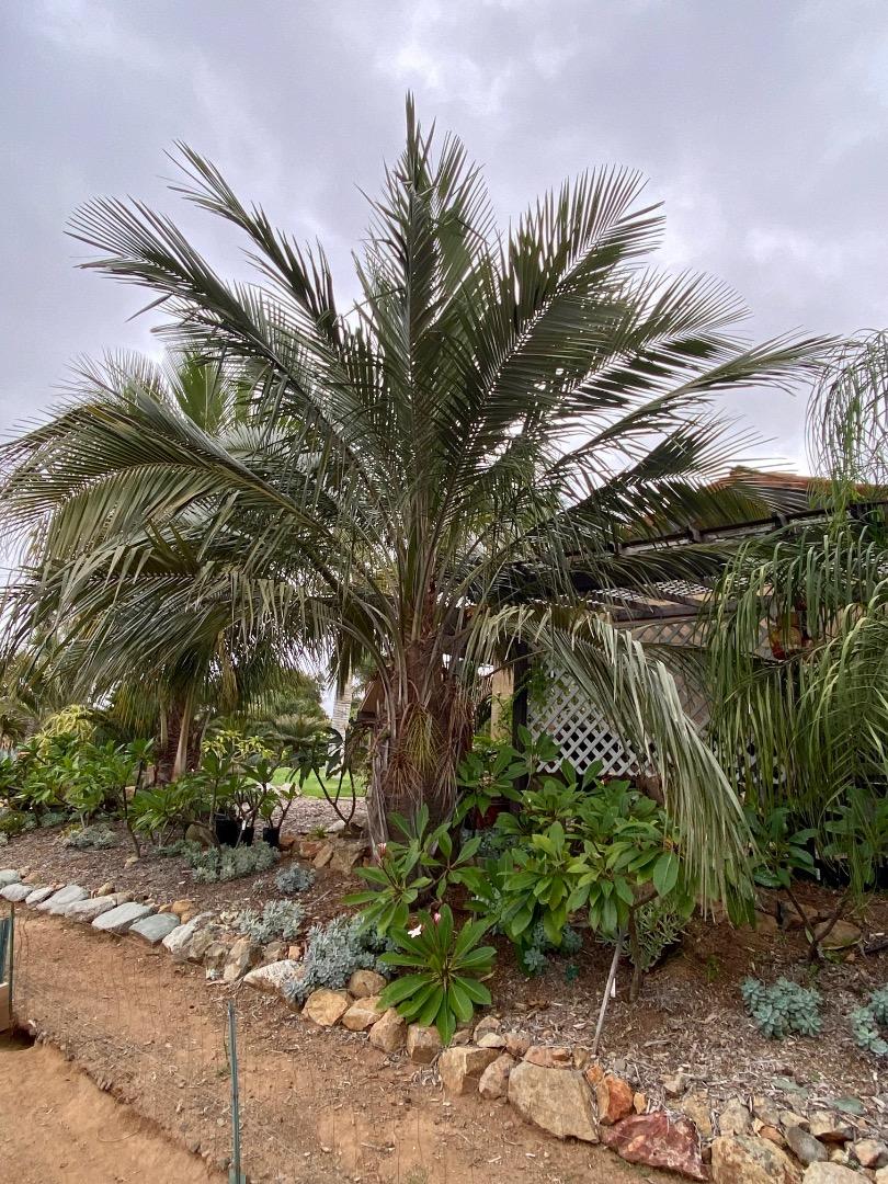 Parajubaea sunkha - DISCUSSING PALM TREES WORLDWIDE - PalmTalk