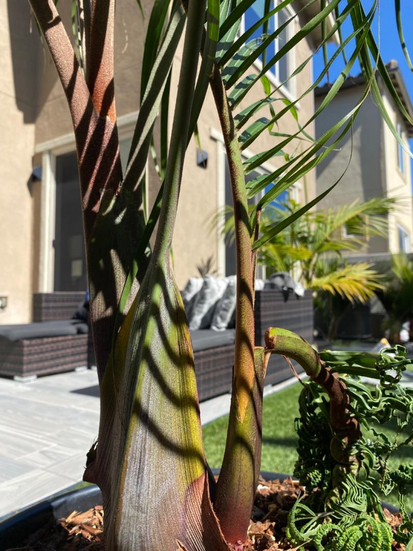 Dypsis heteromorpha !! - DISCUSSING PALM TREES WORLDWIDE - PalmTalk