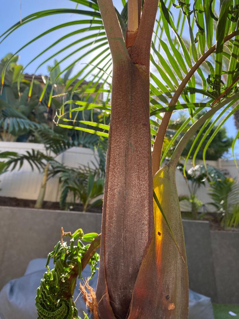 Dypsis heteromorpha !! - DISCUSSING PALM TREES WORLDWIDE - PalmTalk