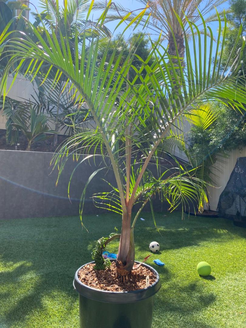 Dypsis heteromorpha !! - DISCUSSING PALM TREES WORLDWIDE - PalmTalk