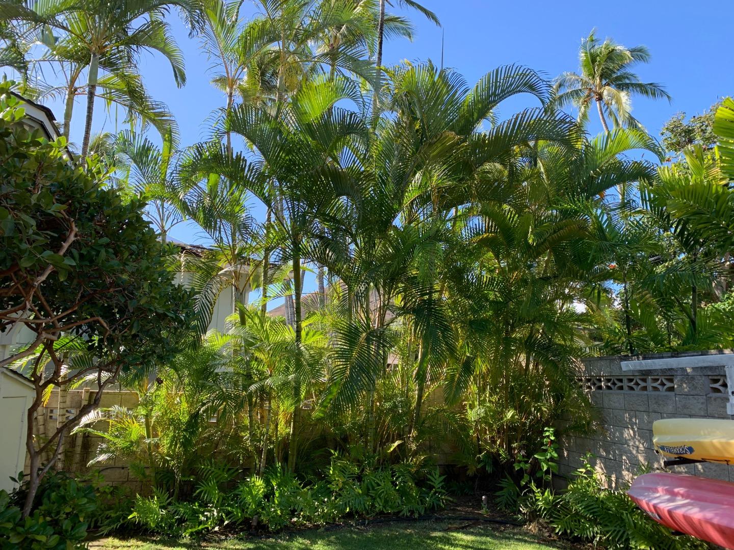 Palms on windward O’ahu - DISCUSSING PALM TREES WORLDWIDE - PalmTalk