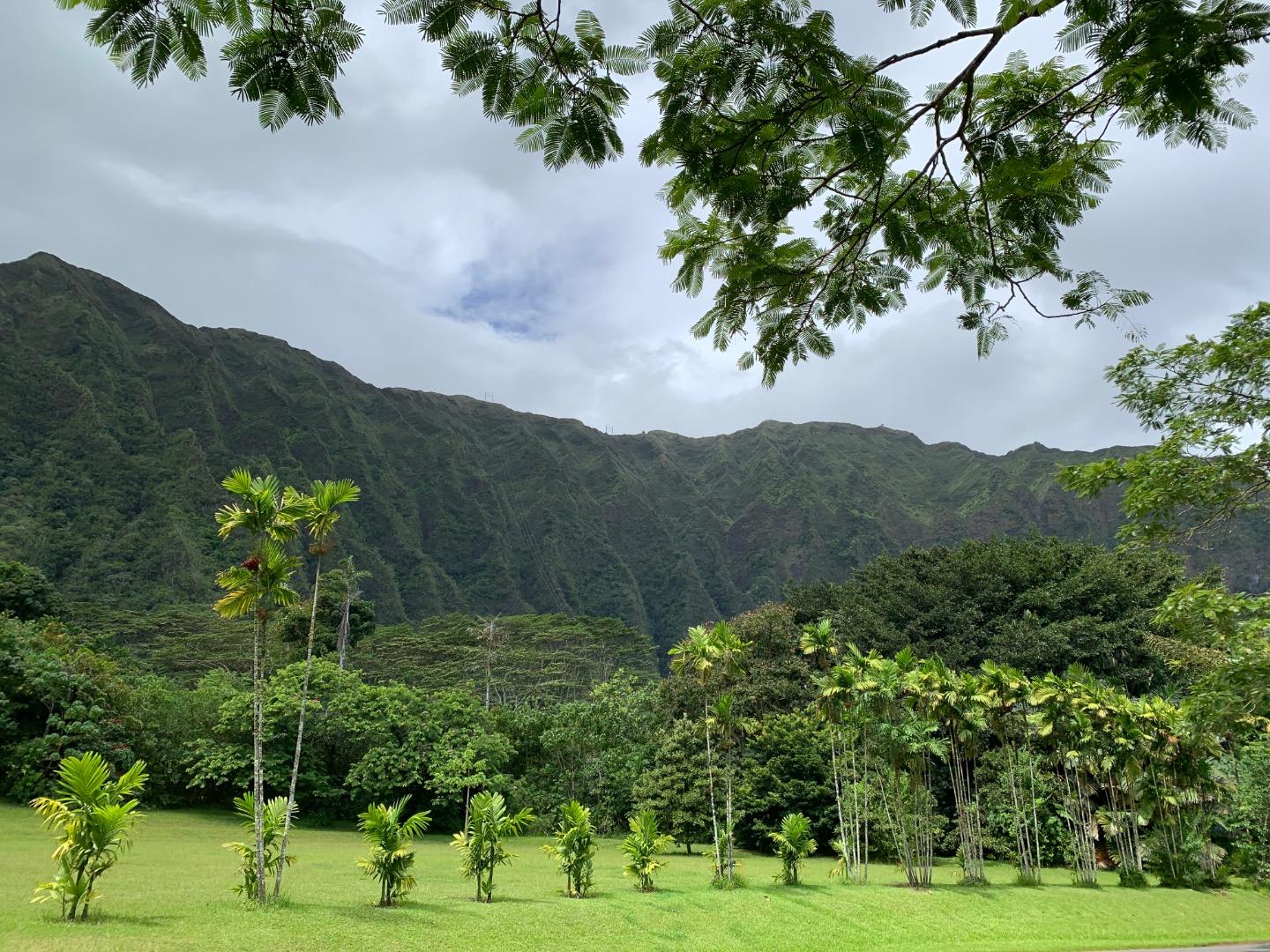 Palms on windward O’ahu - DISCUSSING PALM TREES WORLDWIDE - PalmTalk