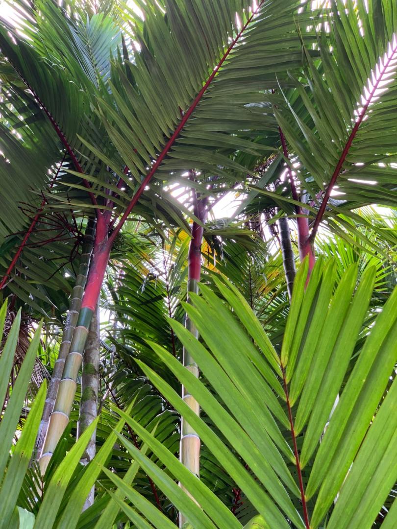 Palms on windward O’ahu - DISCUSSING PALM TREES WORLDWIDE - PalmTalk