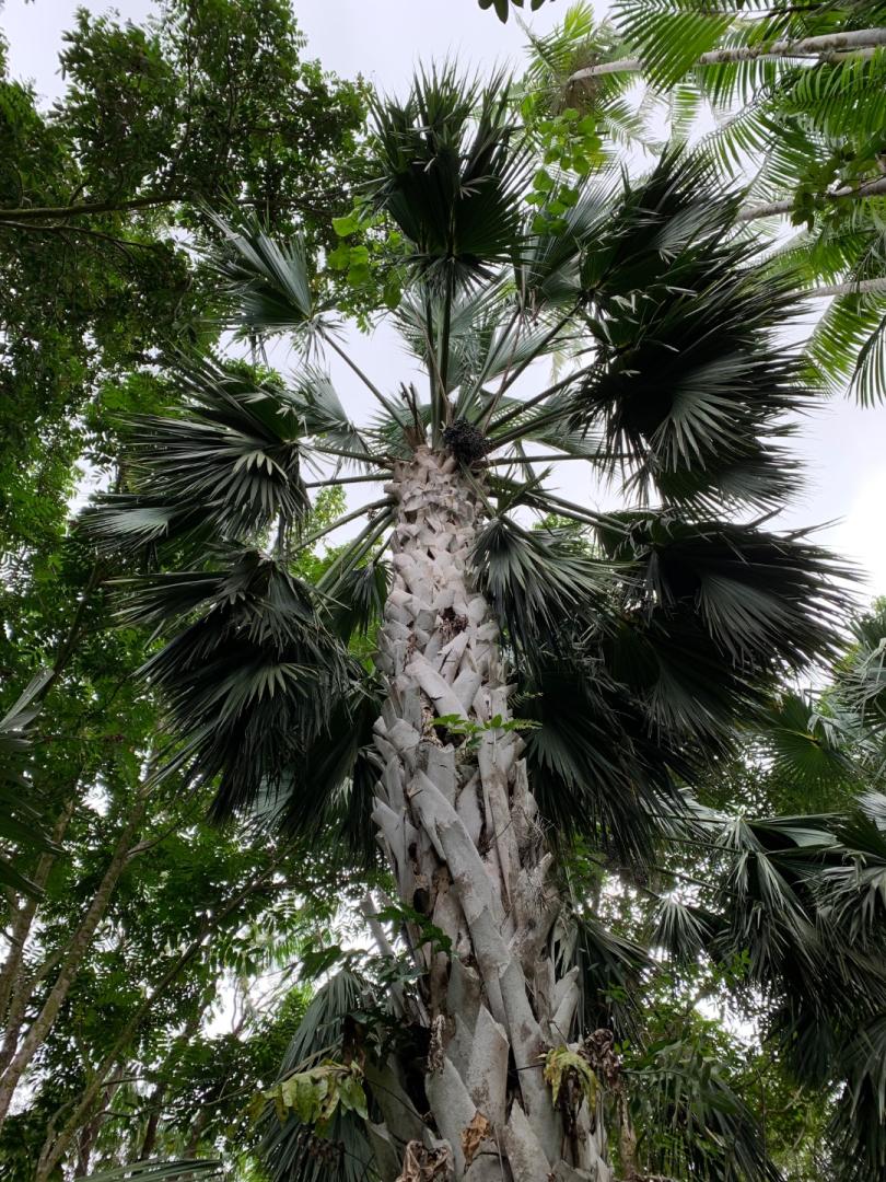 Palms on windward O’ahu - DISCUSSING PALM TREES WORLDWIDE - PalmTalk
