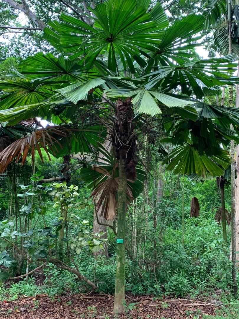 Palms on windward O’ahu - DISCUSSING PALM TREES WORLDWIDE - PalmTalk