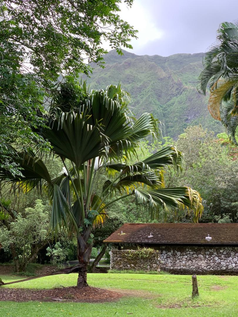Palms on windward O’ahu - DISCUSSING PALM TREES WORLDWIDE - PalmTalk