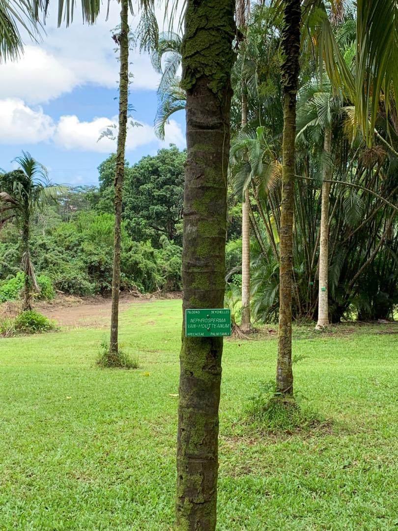 Palms on windward O’ahu - DISCUSSING PALM TREES WORLDWIDE - PalmTalk