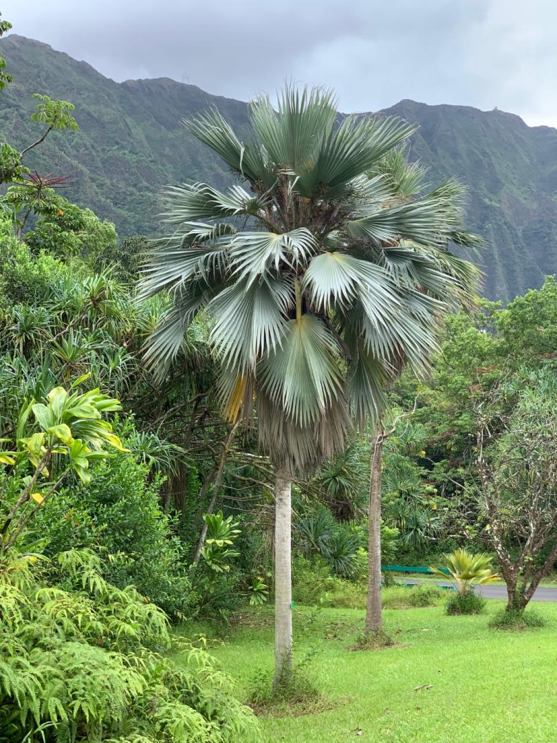 Palms on windward O’ahu - DISCUSSING PALM TREES WORLDWIDE - PalmTalk
