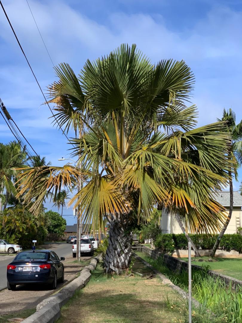 Palms on windward O’ahu - DISCUSSING PALM TREES WORLDWIDE - PalmTalk