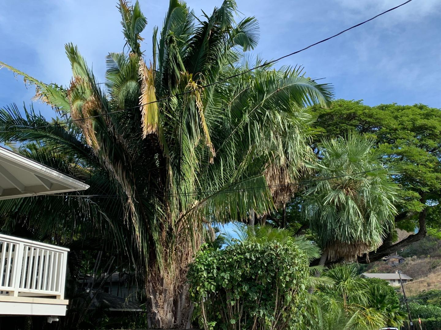 Palms on windward O’ahu - DISCUSSING PALM TREES WORLDWIDE - PalmTalk