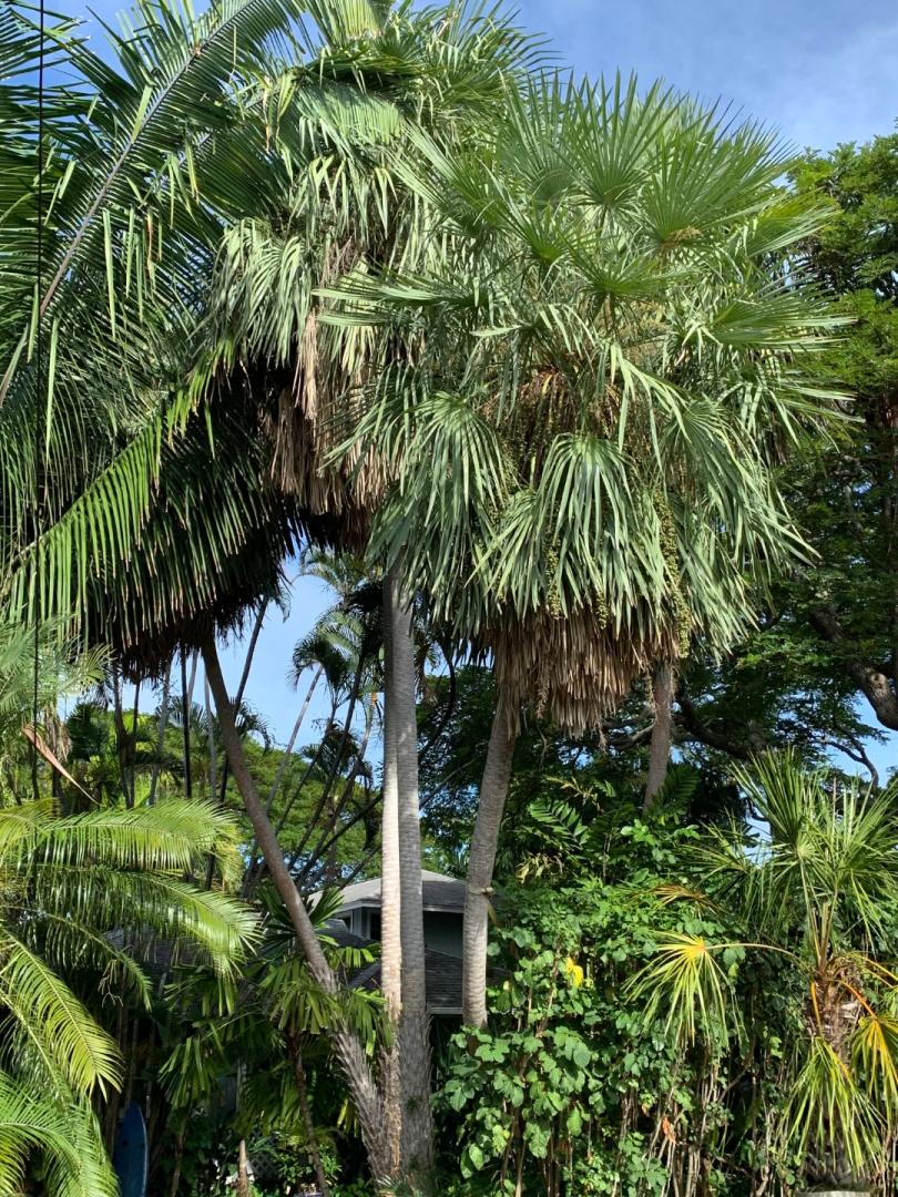 Palms on windward O’ahu - DISCUSSING PALM TREES WORLDWIDE - PalmTalk