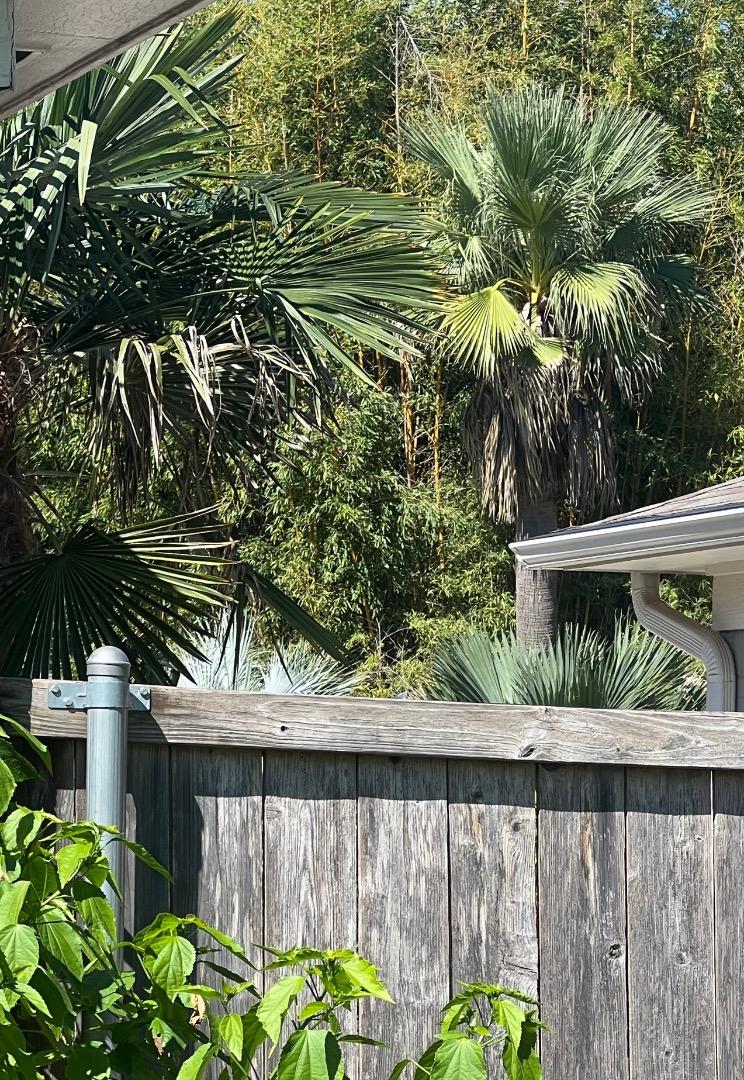 Washingtonia x Filibusta for zone 8a ??? - COLD HARDY PALMS - PalmTalk