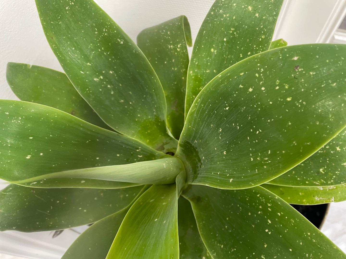 foxtail agave spotted leaves - TROPICAL LOOKING PLANTS - Other Than ...