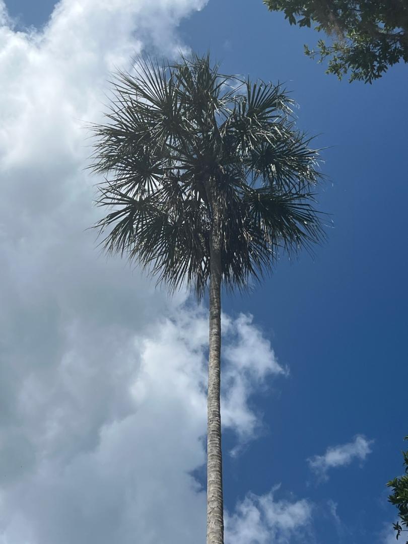 Need ID - DISCUSSING PALM TREES WORLDWIDE - PalmTalk