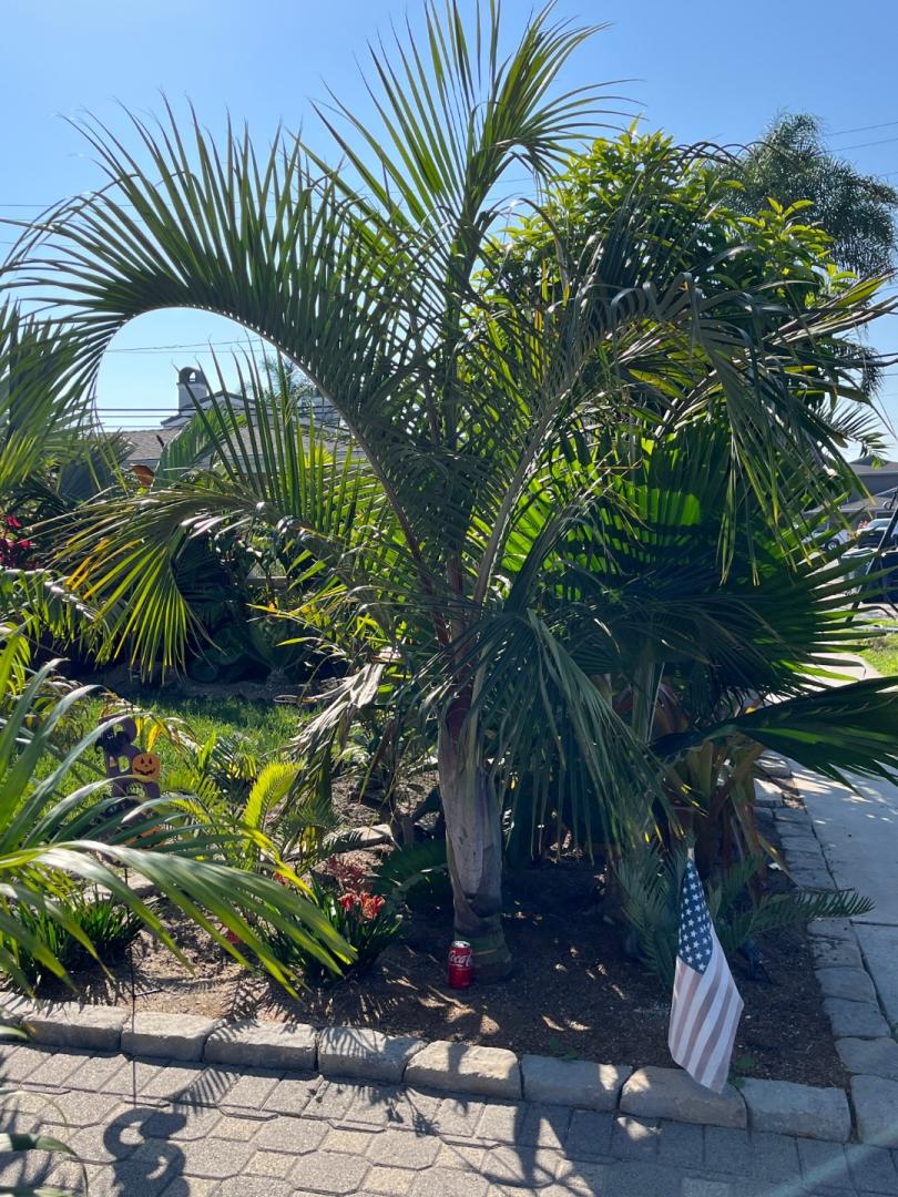 Dypsis heteromorpha !! - DISCUSSING PALM TREES WORLDWIDE - PalmTalk