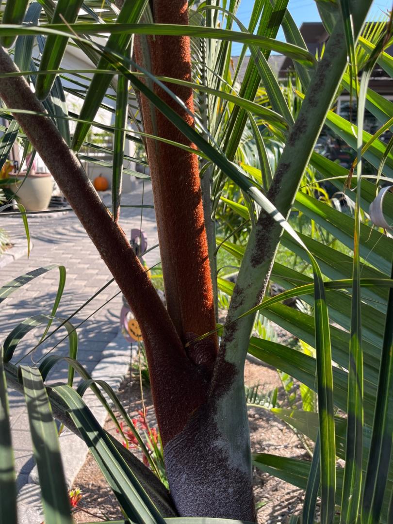 Dypsis heteromorpha !! - DISCUSSING PALM TREES WORLDWIDE - PalmTalk