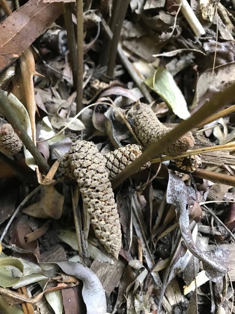 Sowing zamia fischeri - TROPICAL LOOKING PLANTS - Other Than Palms ...