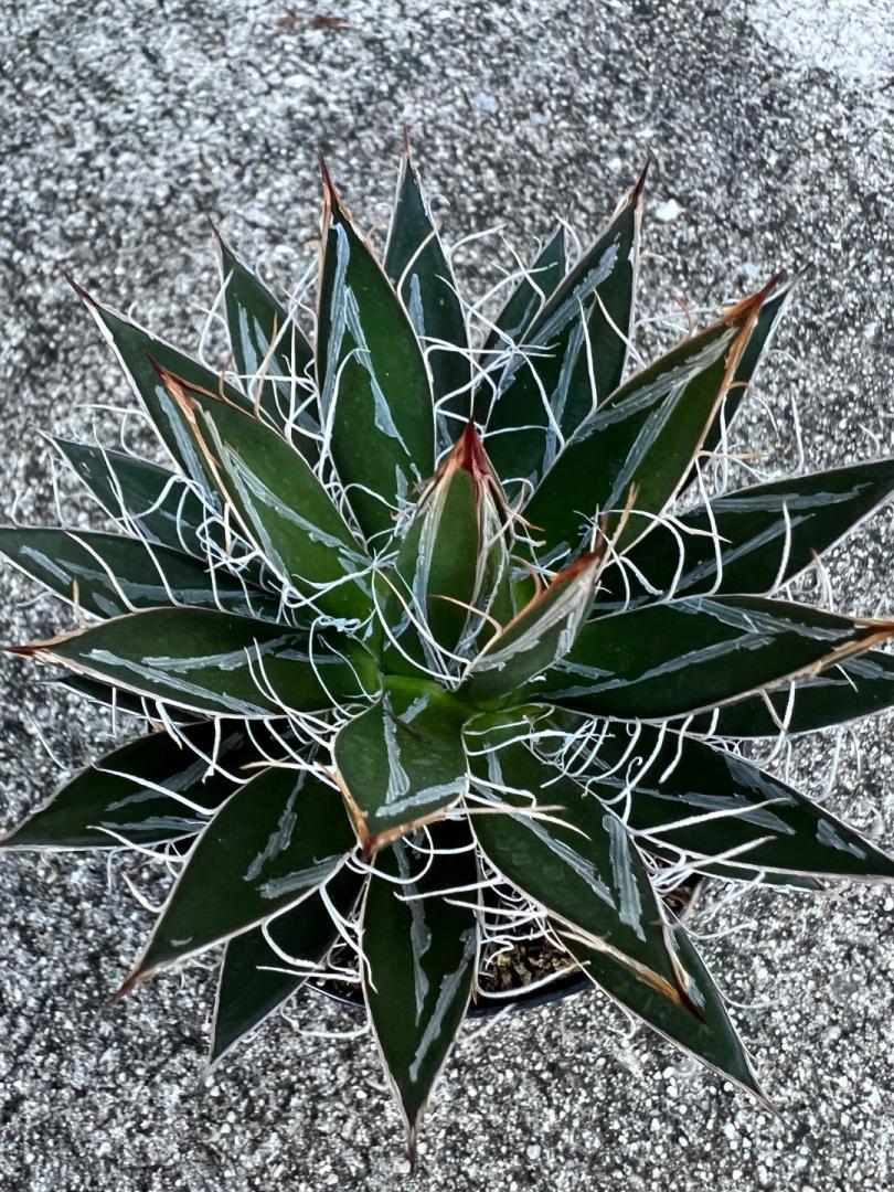 Help with Agave ID - TROPICAL LOOKING PLANTS - Other Than Palms - PalmTalk