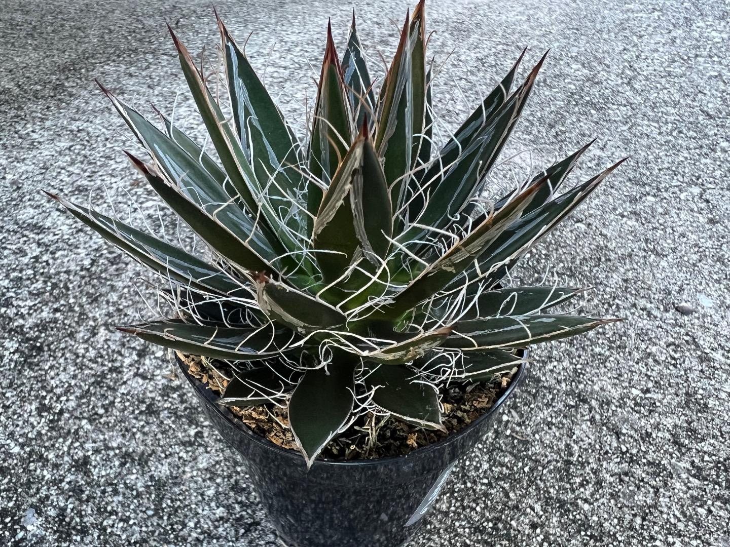 Help with Agave ID - TROPICAL LOOKING PLANTS - Other Than Palms - PalmTalk