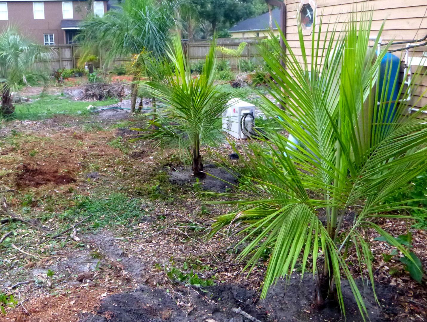 Palm planting mistakes let’s see yours - DISCUSSING PALM TREES ...