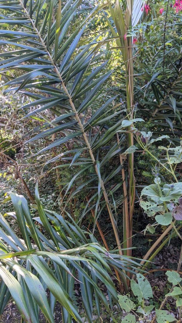 Allogopttrea arenaria flower and seedling - DISCUSSING PALM TREES ...