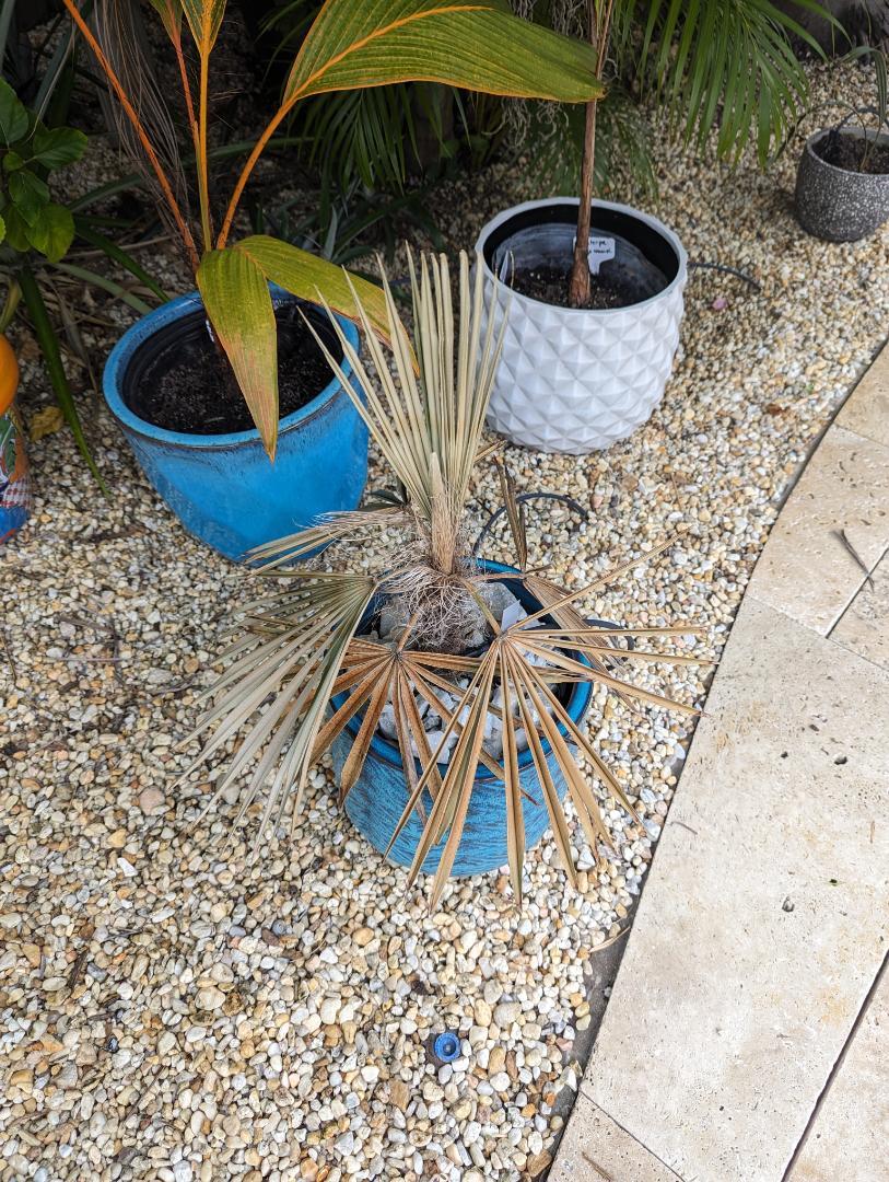 What happened? Such a bummer - PALMS IN POTS - PalmTalk