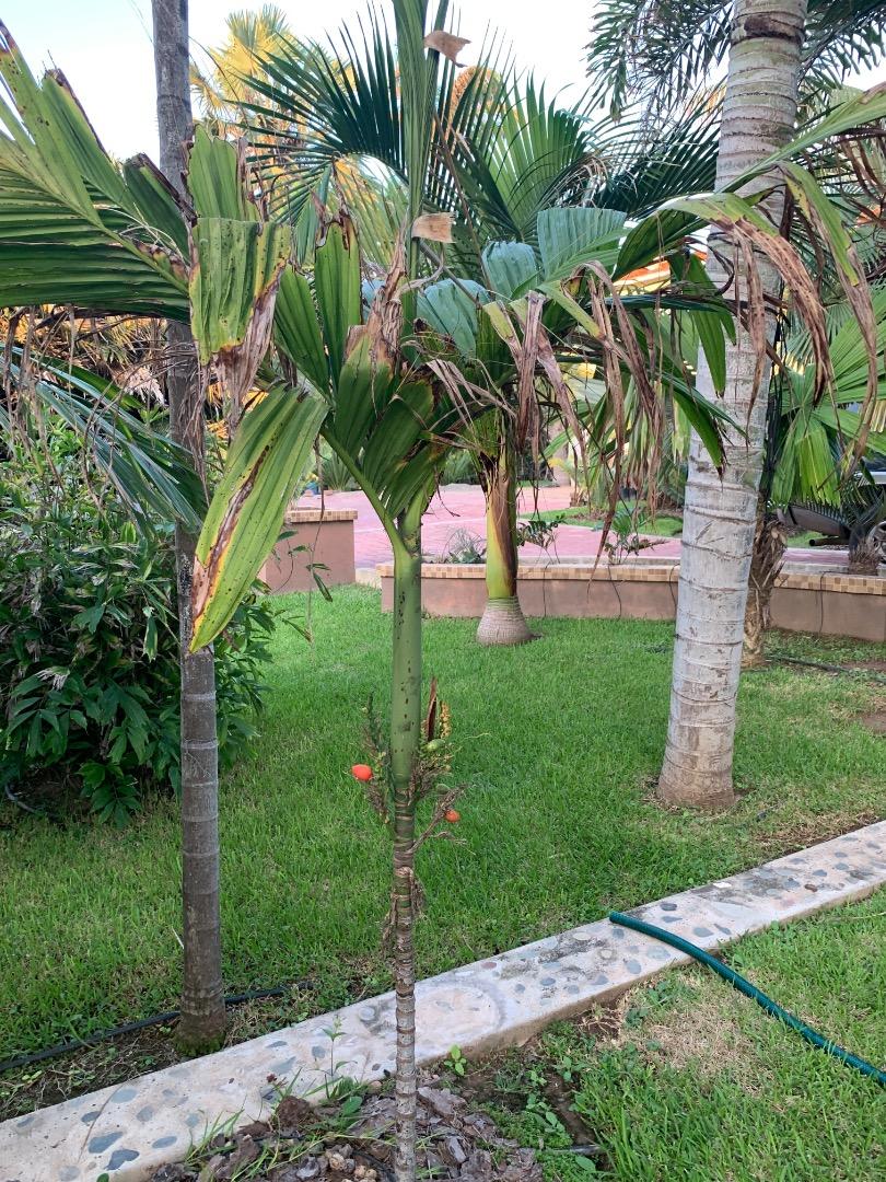 A few palms from my garden - DISCUSSING PALM TREES WORLDWIDE - PalmTalk