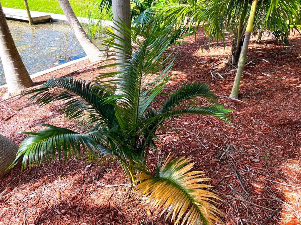 Ravenea julietae show us yours! - DISCUSSING PALM TREES WORLDWIDE ...