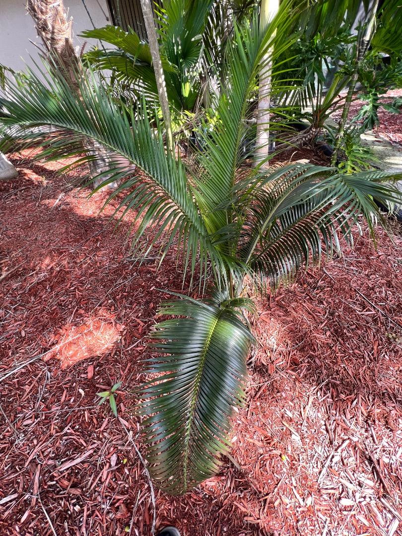 Ravenea julietae show us yours! - DISCUSSING PALM TREES WORLDWIDE ...