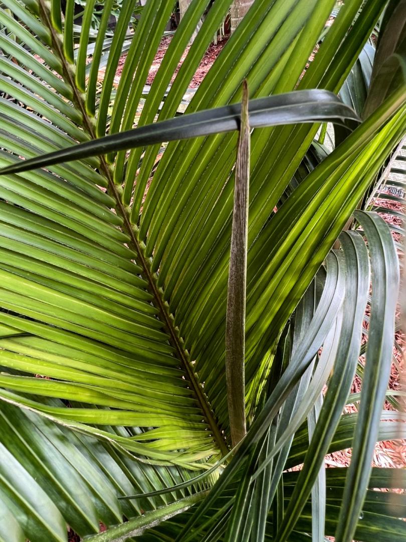 Ravenea julietae show us yours! - DISCUSSING PALM TREES WORLDWIDE ...