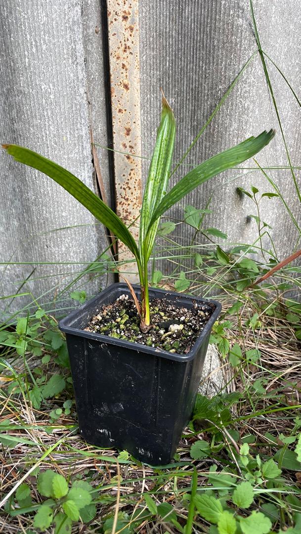 Licuala grandis seedling with mottling - DISCUSSING PALM TREES ... Licuala grandis seedling with mottling - DISCUSSING PALM TREES ...