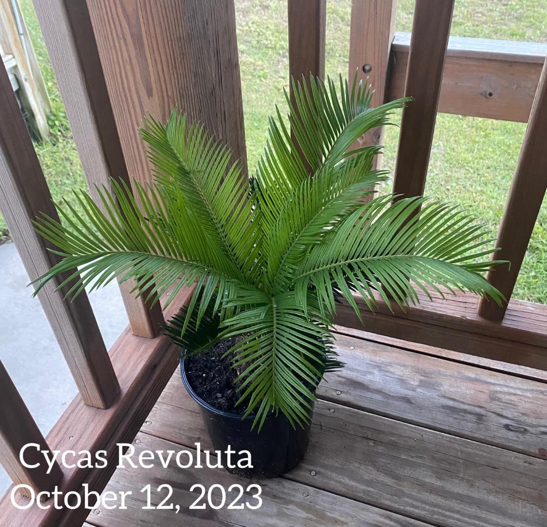 New Sago! - TROPICAL LOOKING PLANTS - Other Than Palms - PalmTalk