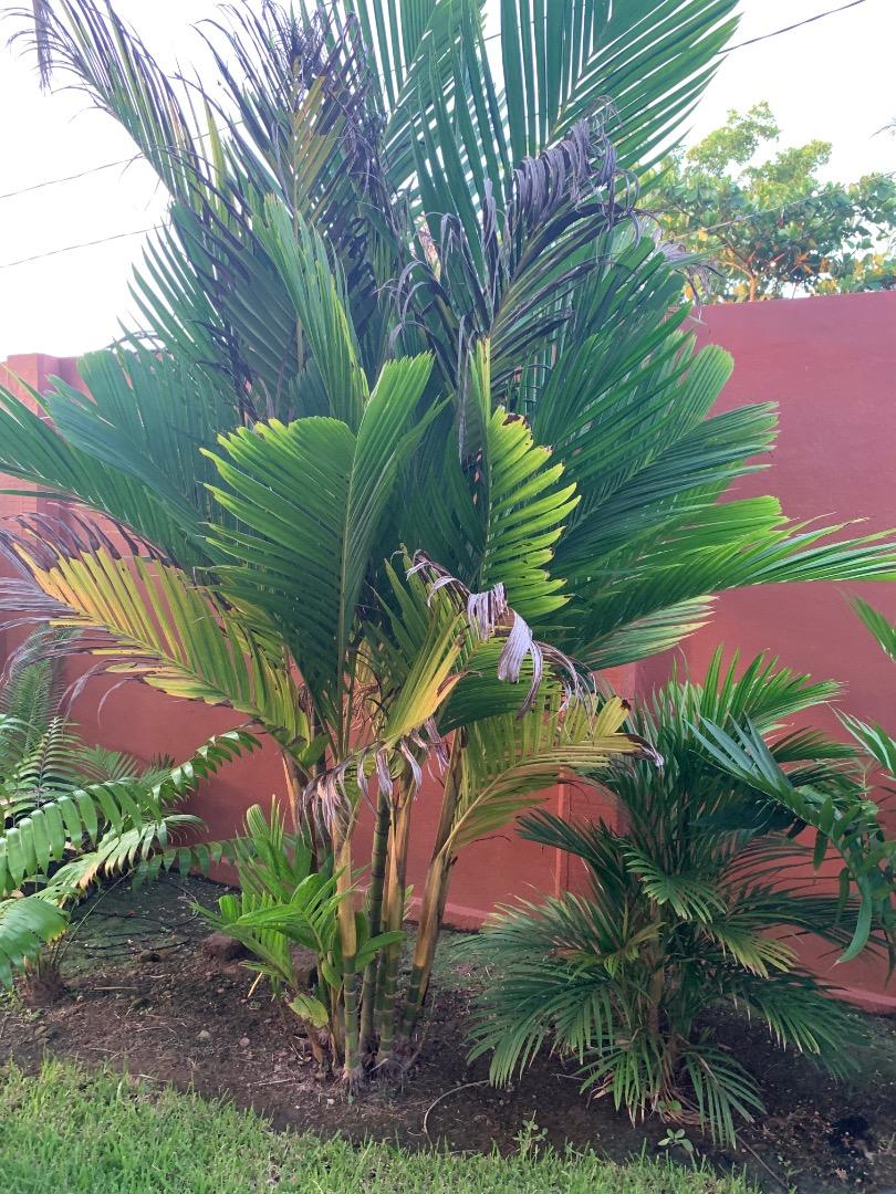 A few palms from my garden - DISCUSSING PALM TREES WORLDWIDE - PalmTalk