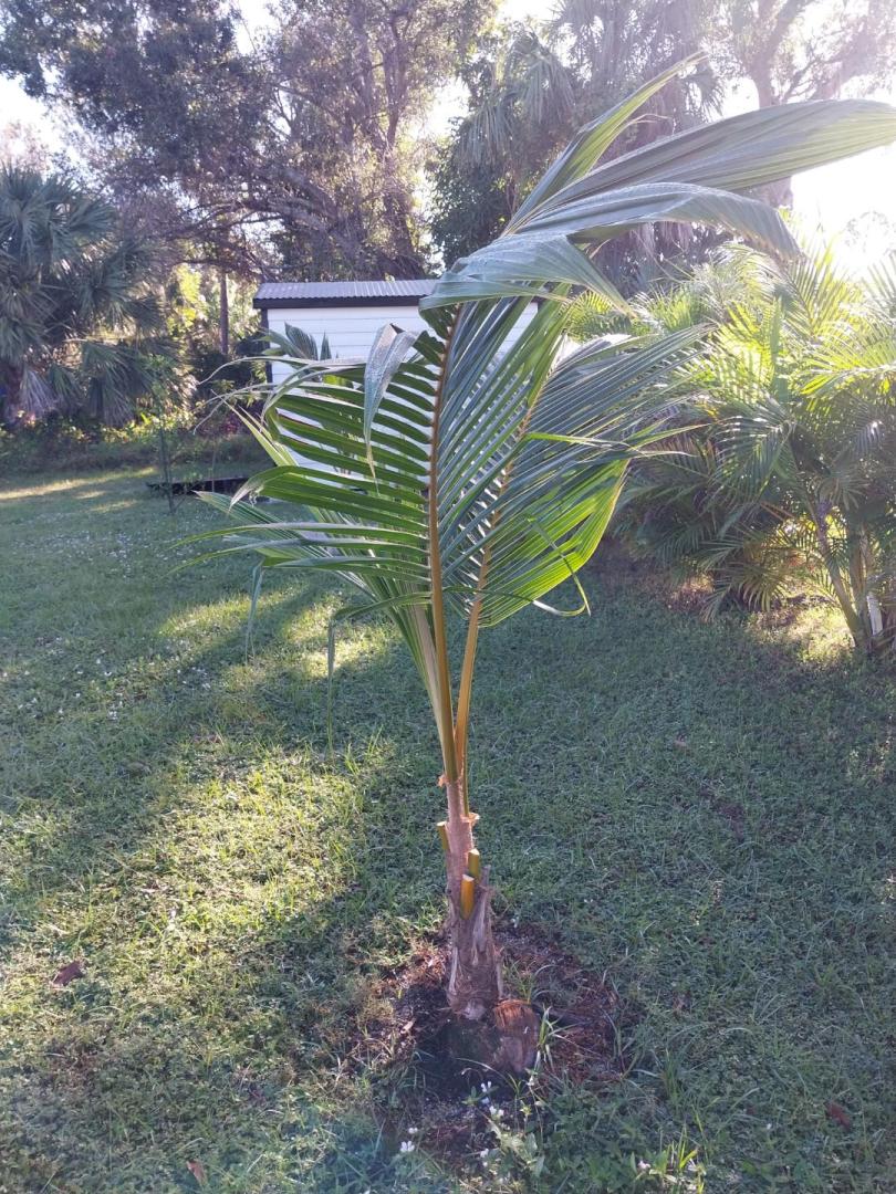 New here, hello all. A couple of palms. - DISCUSSING PALM TREES ...