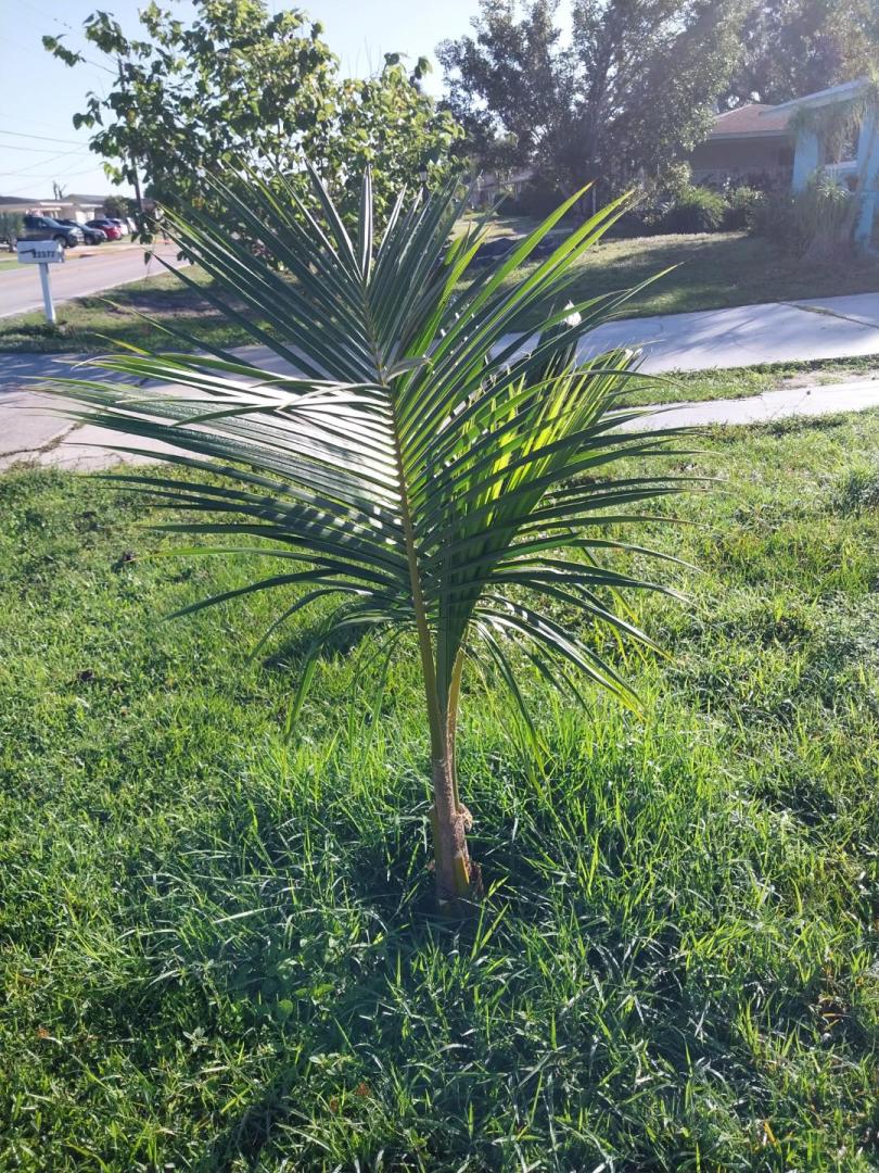 New here, hello all. A couple of palms. - DISCUSSING PALM TREES ...