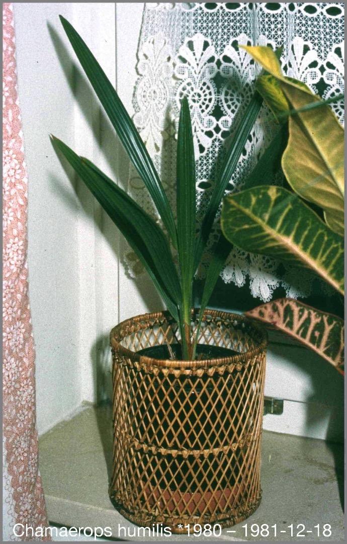 Med fan Vulcano - PALMS IN POTS - PalmTalk