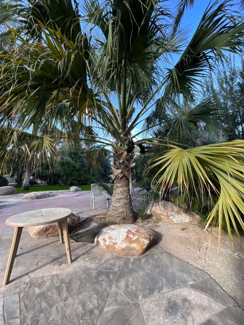 Wine palm diseases - COLD HARDY PALMS - PalmTalk