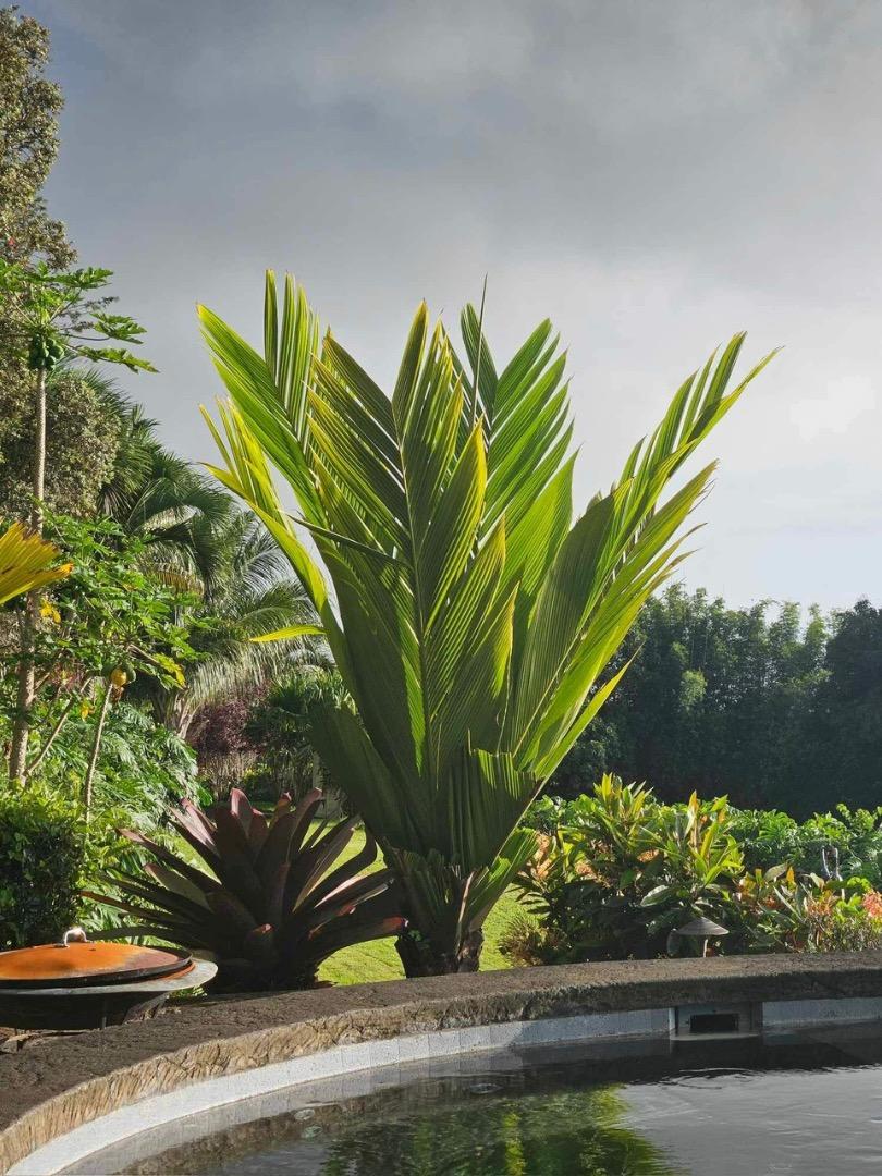 Palm IDs requested - DISCUSSING PALM TREES WORLDWIDE - PalmTalk