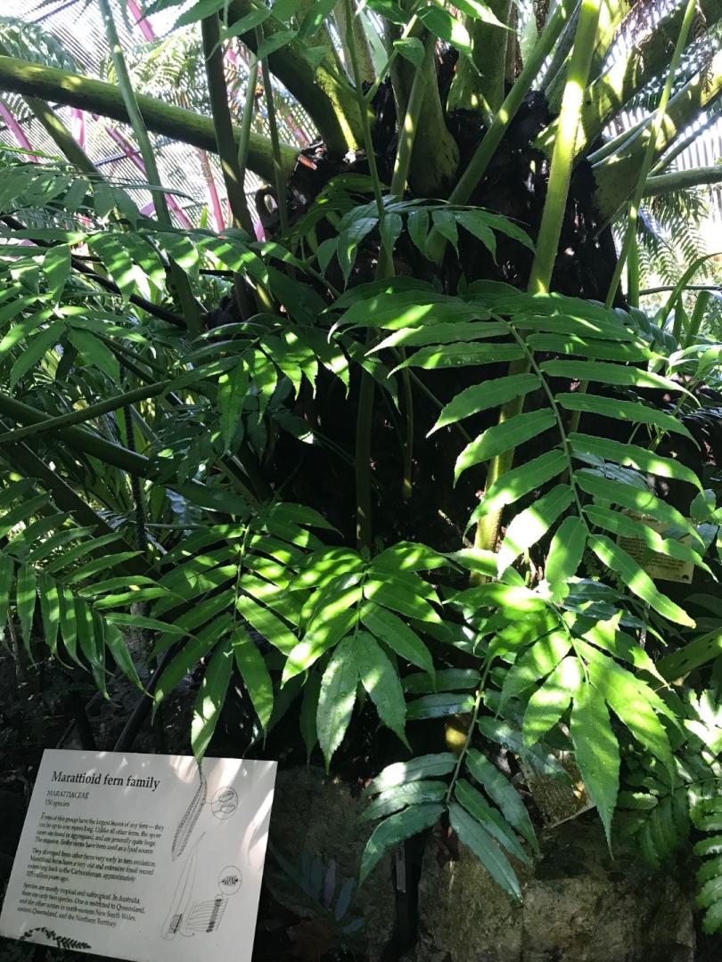 Palms in Sydney botanical gardens - DISCUSSING PALM TREES WORLDWIDE ...