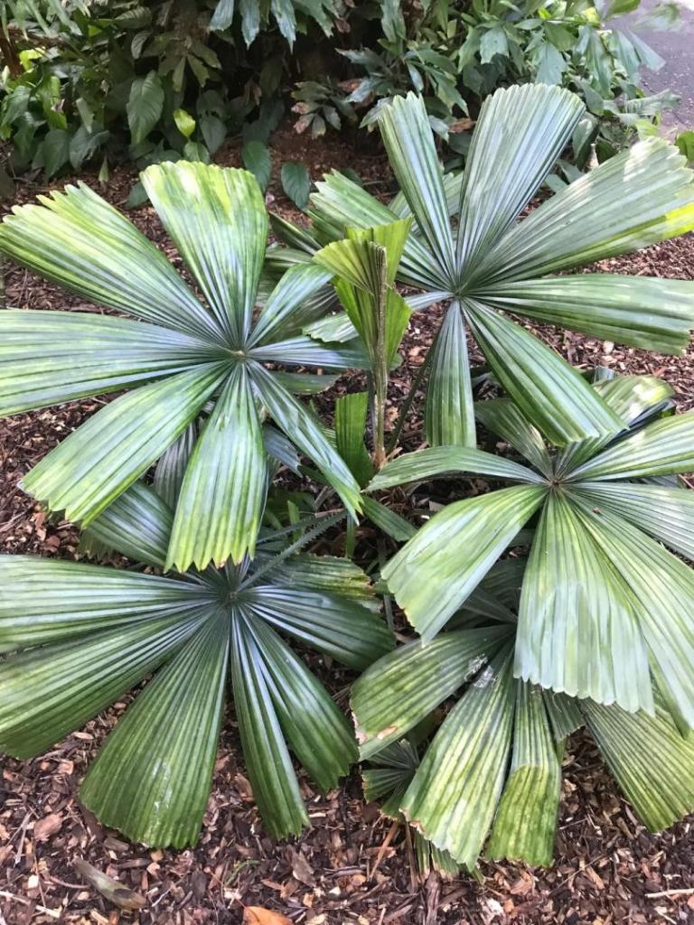 Palms in Sydney botanical gardens - DISCUSSING PALM TREES WORLDWIDE - PalmTalk