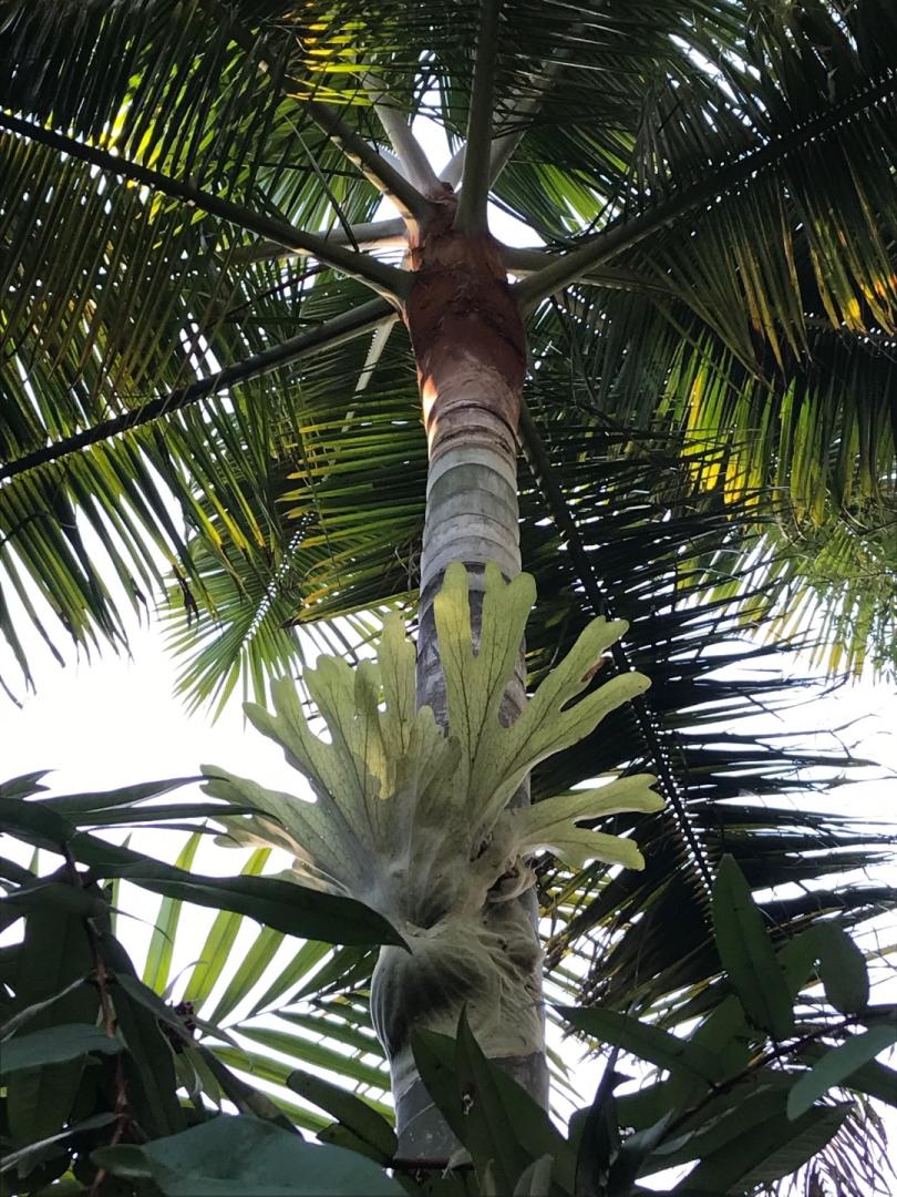 In the garden again roaming around - DISCUSSING PALM TREES WORLDWIDE ...
