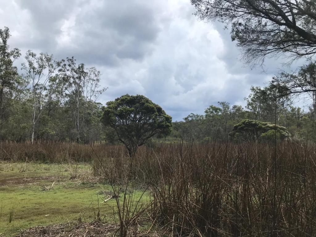 Melaleuca ericifloia swamp paperbark - TROPICAL LOOKING PLANTS - Other ...